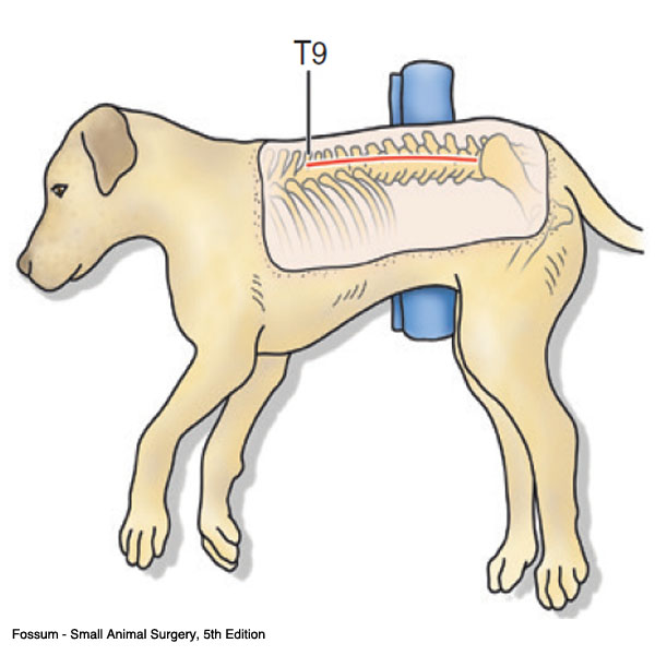 Hemilaminectomie - Orthocare Medical Vet